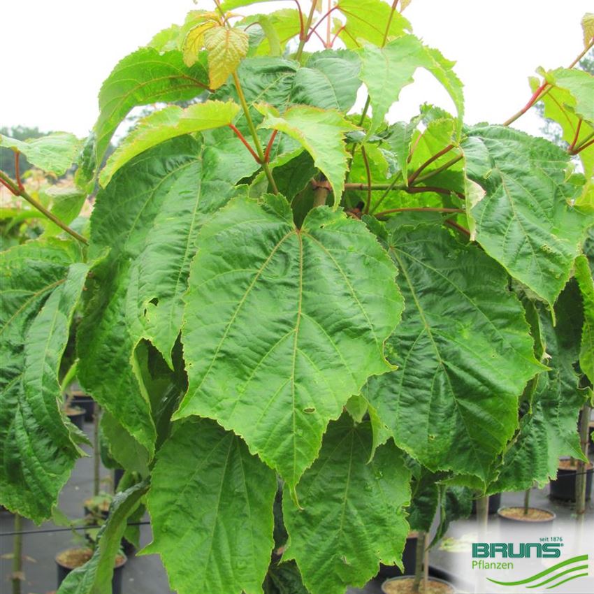 Acer conspicuum 'Phoenix' von Bruns Pflanzen