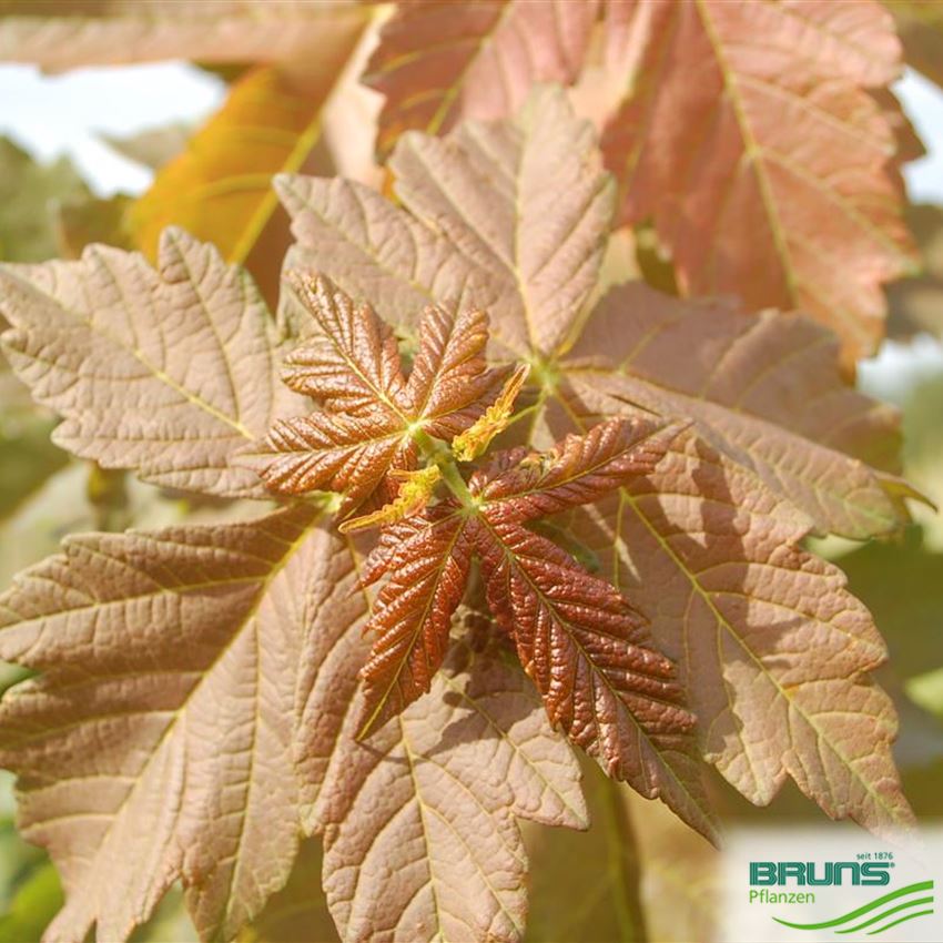 Acer conspicuum 'Phoenix' von Bruns Pflanzen