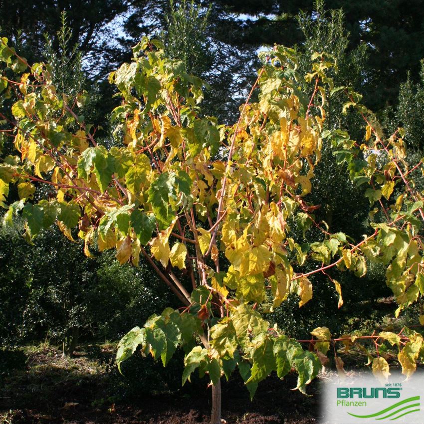 Acer conspicuum 'Phoenix' von Bruns Pflanzen