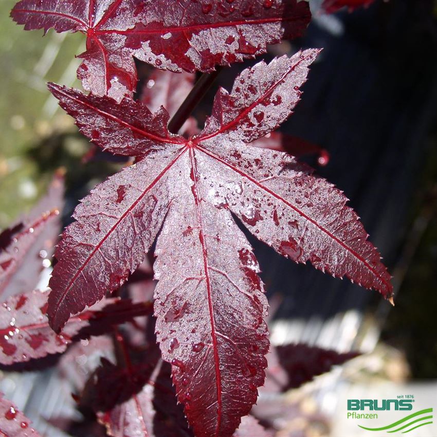 Acer palmatum 'Red Emperor' von Bruns Pflanzen