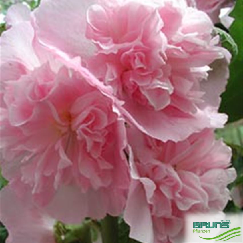 Alcea rosea 'Pleniflora' von Bruns Pflanzen