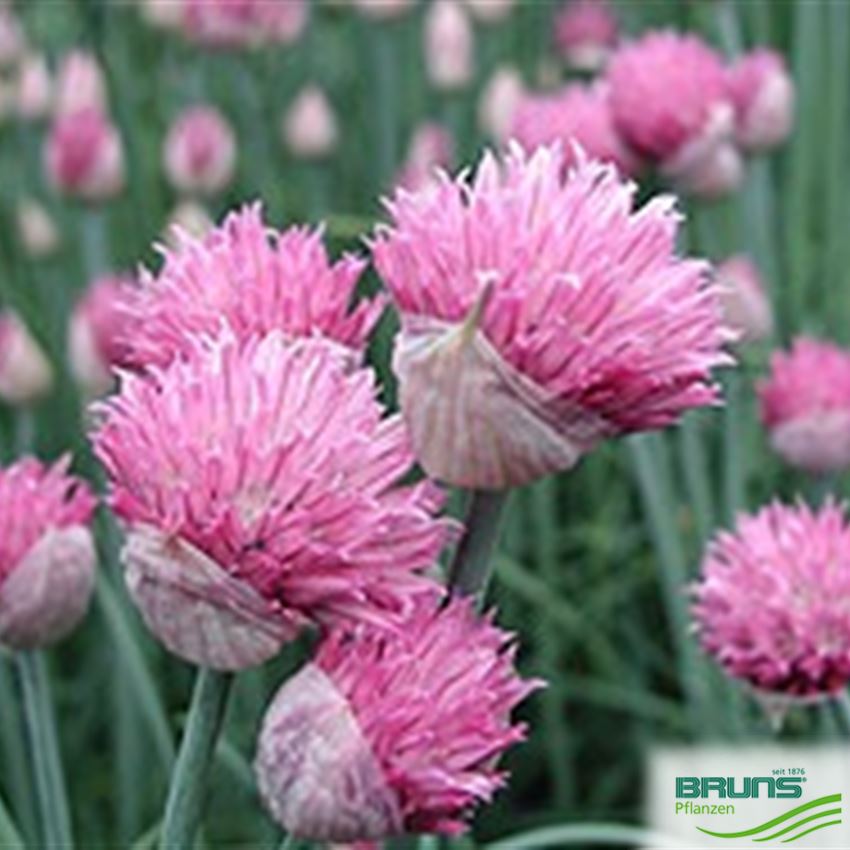 Allium schoenoprasum 'Forescate', Schnitt-Lauch von Bruns Pflanzen