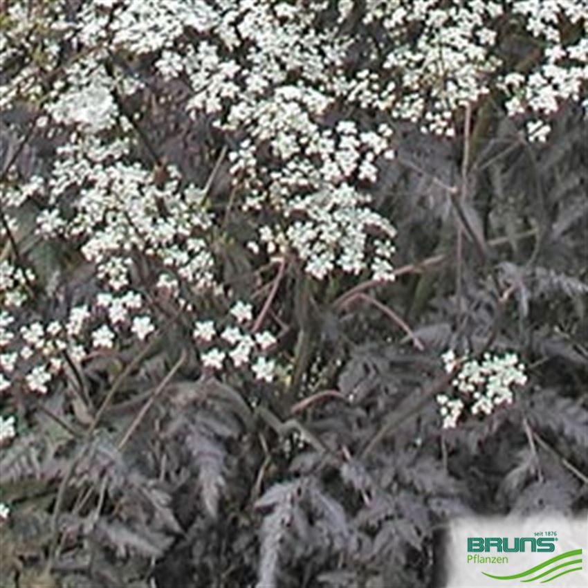Anthriscus sylvestris 'Ravens Wing' von Bruns Pflanzen