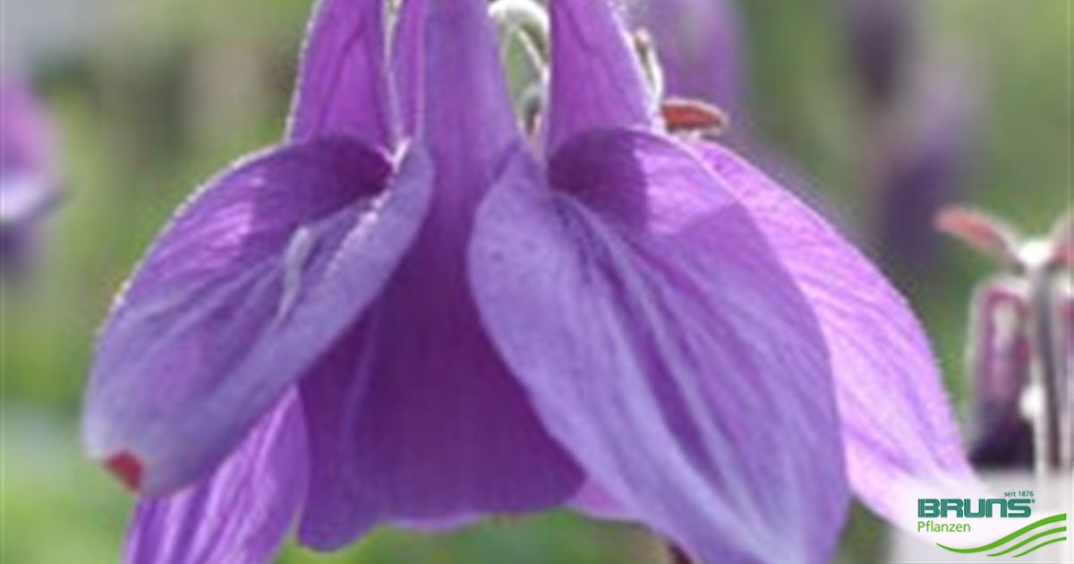 Aquilegia alpina, Alpine Columbine von Bruns Pflanzen