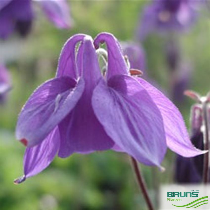Aquilegia alpina, Alpine Columbine von Bruns Pflanzen