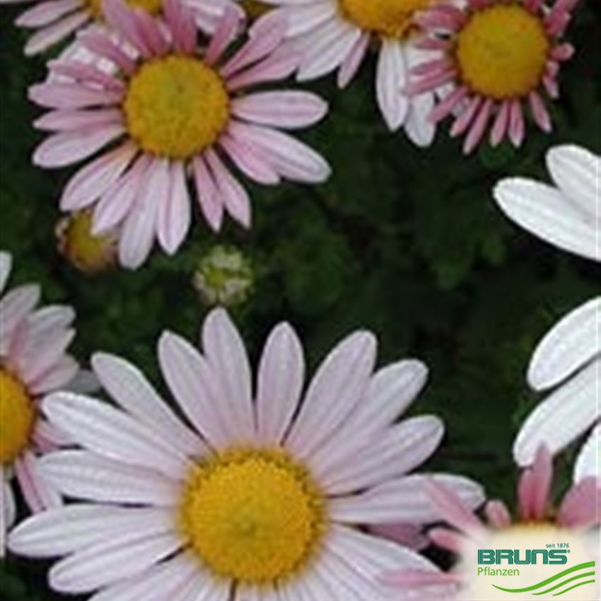 Arctanthemum arcticum 'Roseum' von Bruns Pflanzen