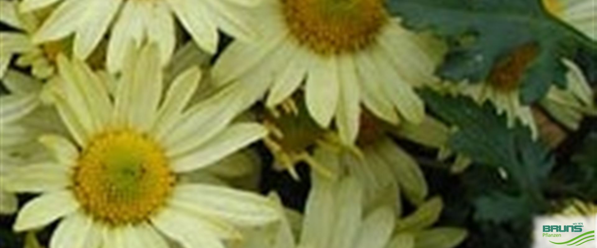 Arctanthemum arcticum 'Schwefelglanz' von Bruns Pflanzen