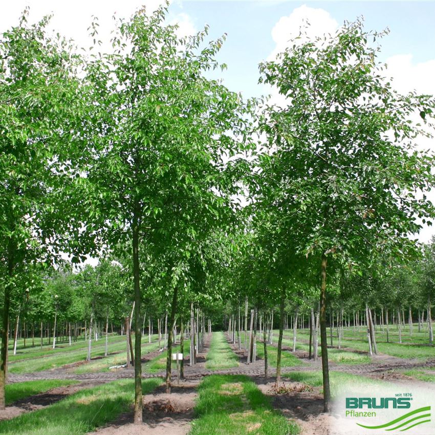 Pyrus communis, Wild pear von Bruns Pflanzen