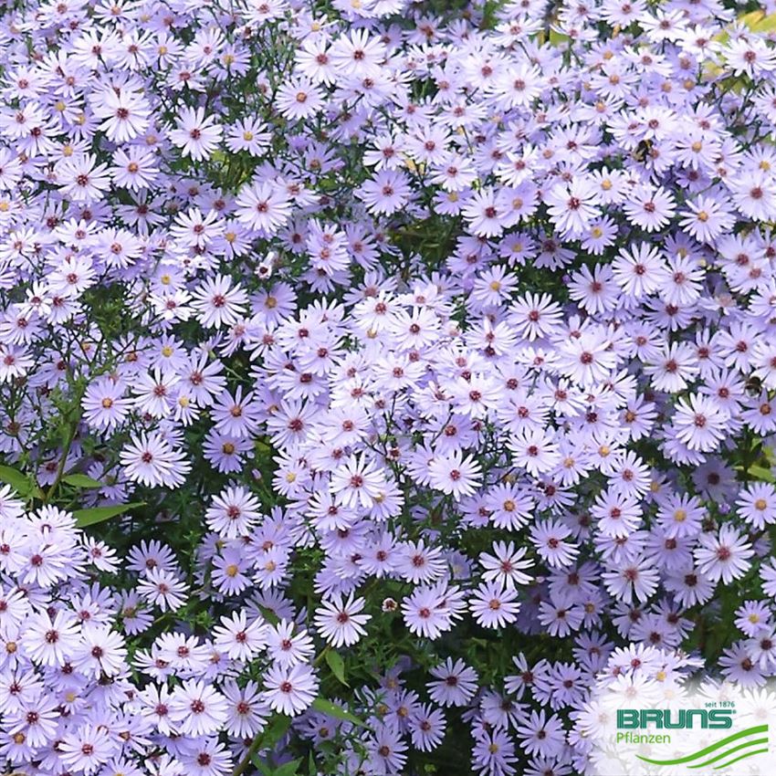 Aster cordifolius 'Little Carlow' von Bruns Pflanzen
