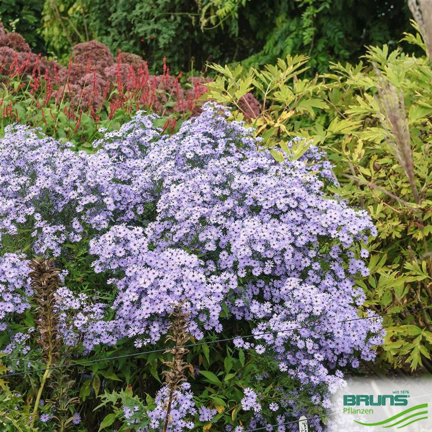 Aster cordifolius 'Little Carlow' von Bruns Pflanzen