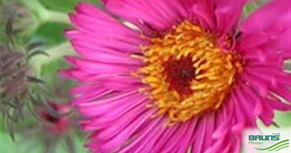 Aster novae-angliae 'Rubinschatz' von Bruns Pflanzen