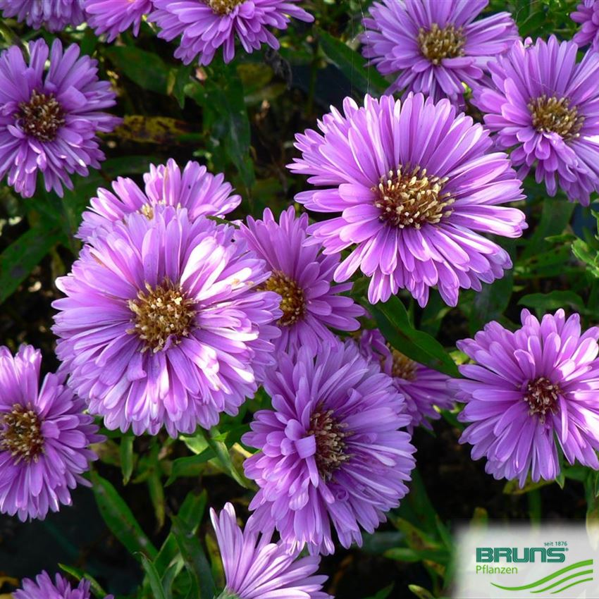 Aster novi-belgii 'Patricia Ballard' von Bruns Pflanzen