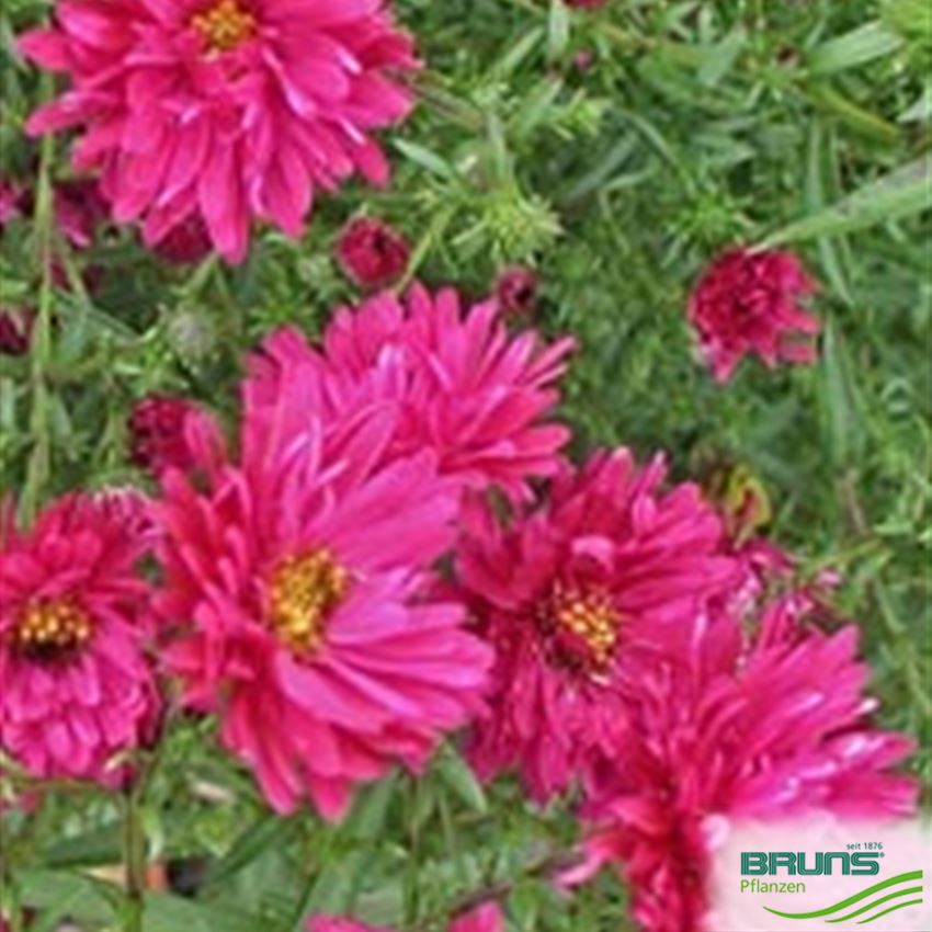 Aster novi-belgii 'Royal Ruby' von Bruns Pflanzen