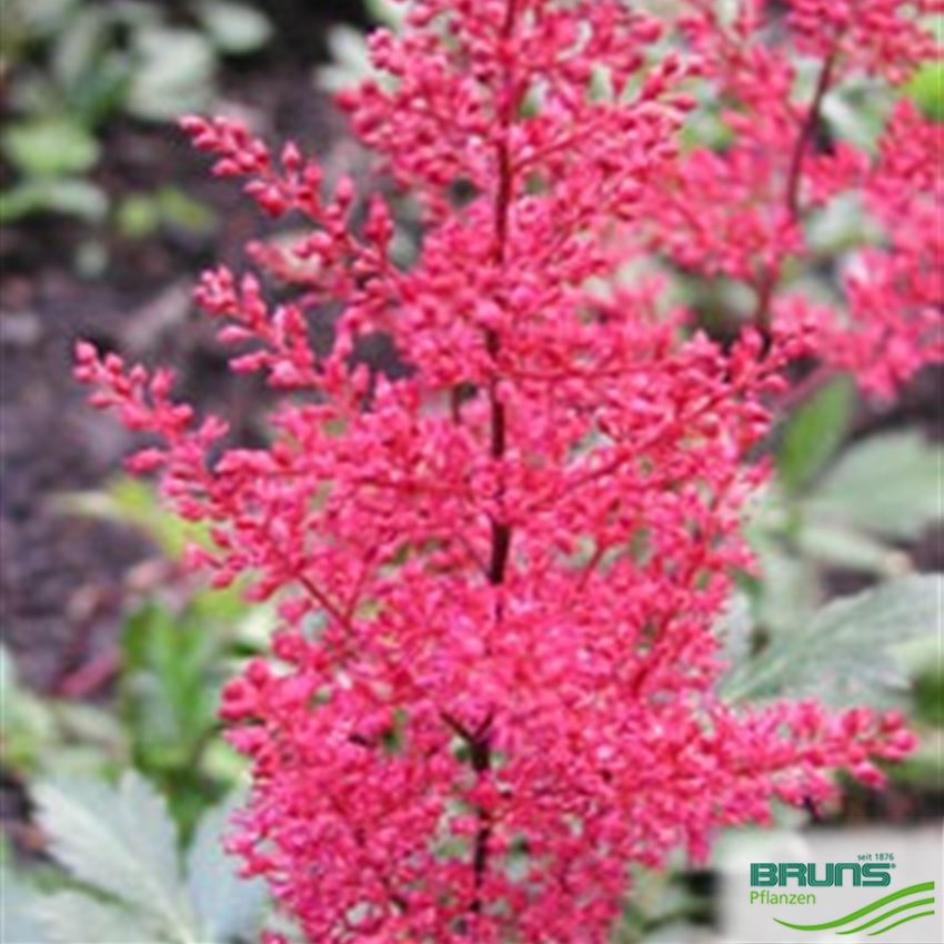 Astilbe japonica 'Red Sentinel' von Bruns Pflanzen