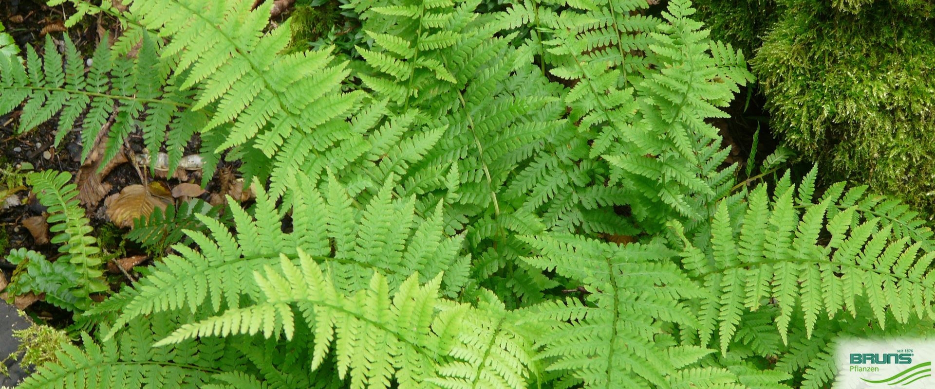 Athyrium filix-femina 'Minutissimum', Zwerg-Frauenfarn von Bruns Pflanzen