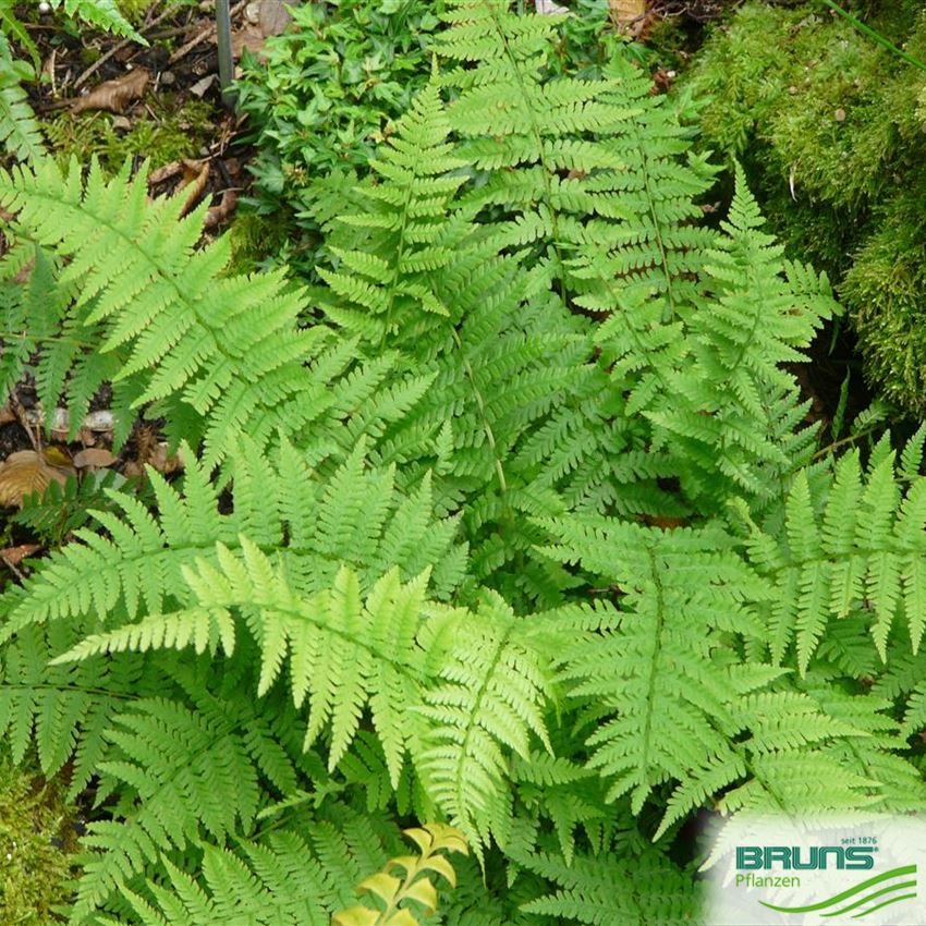 Athyrium filix-femina 'Minutissimum', dwarf Lady Fern von Bruns Pflanzen