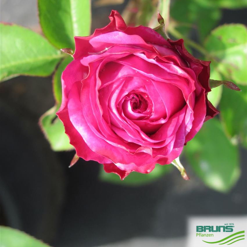 Beetrose 'Heidi Klum Rose' (R) von Bruns Pflanzen