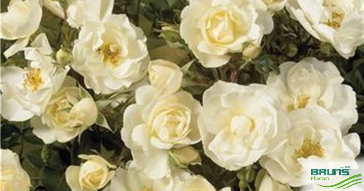 Beetrose 'Diamond Border' (R) von Bruns Pflanzen