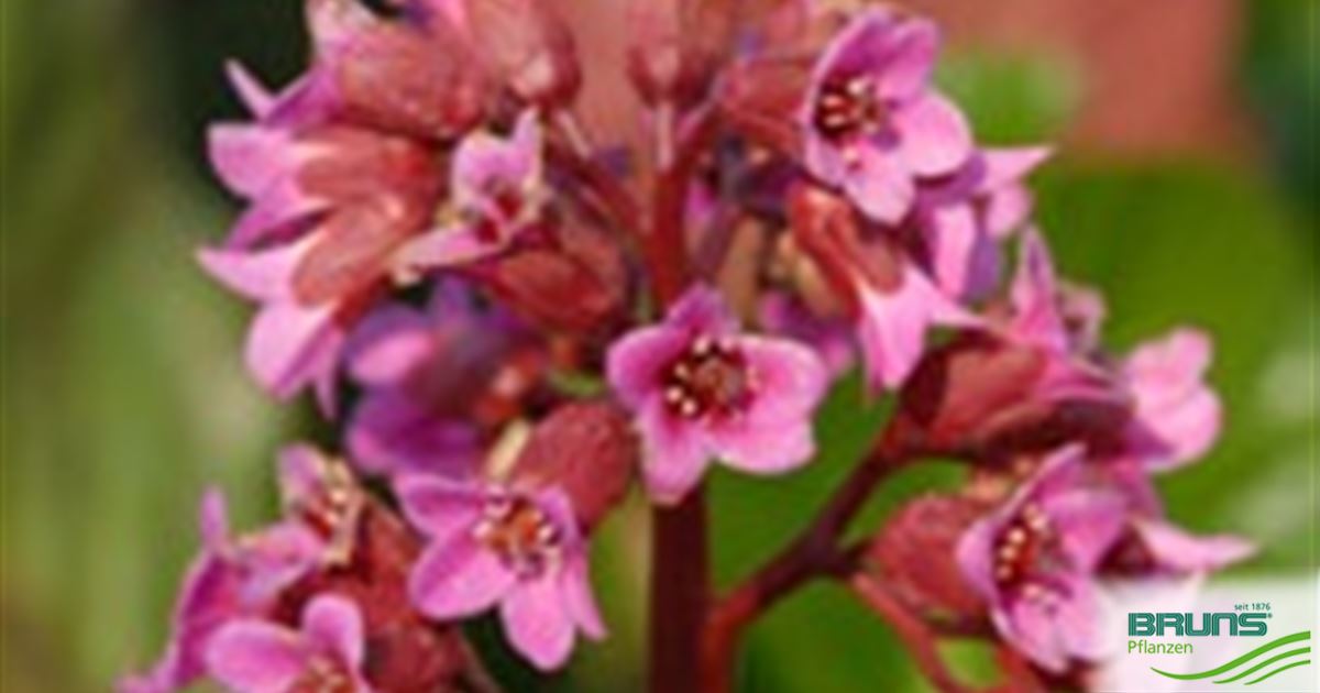 Bergenia 'Abendglocken' von Bruns Pflanzen