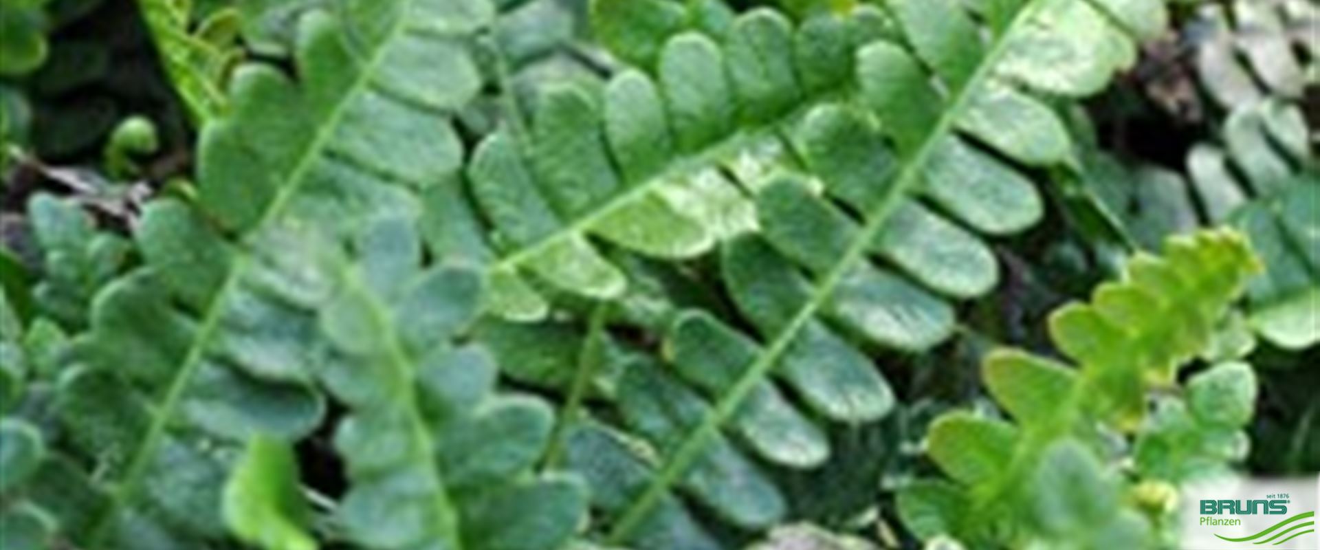 Blechnum penna-marina, Seefeder, Feuerland-Rippenfarn von Bruns Pflanzen