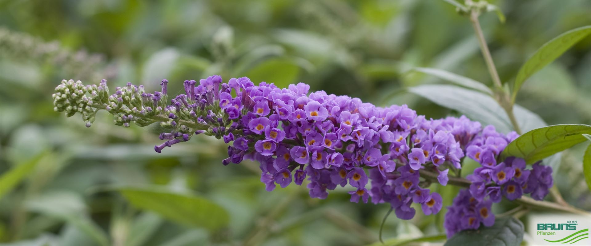 Buddleja 'Blue Chip' (R) von Bruns Pflanzen