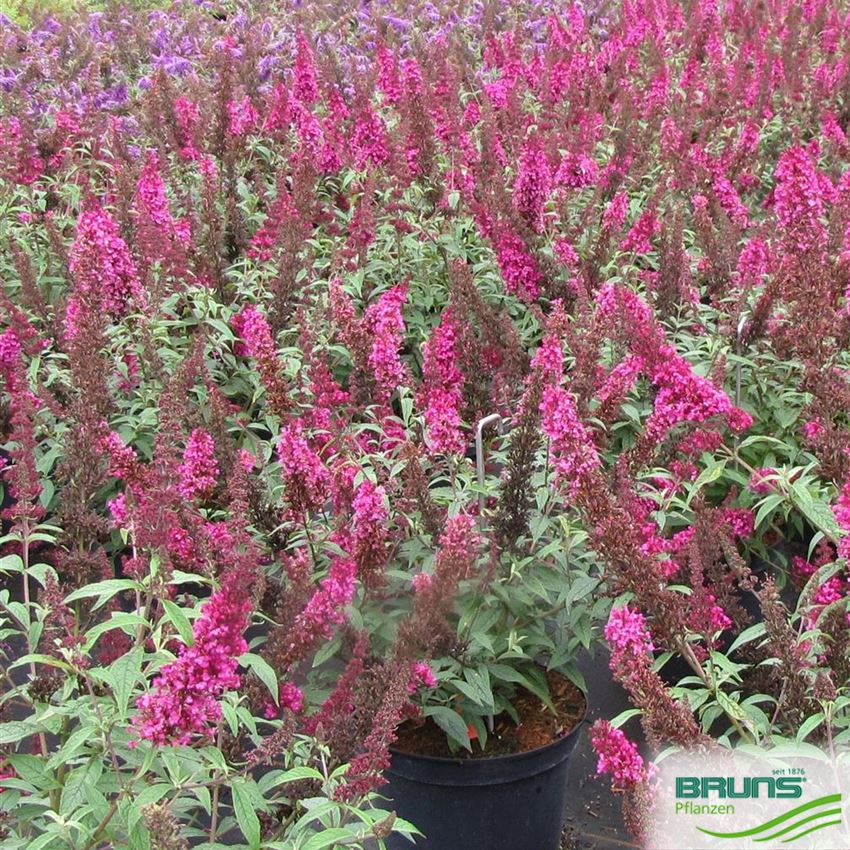 Buddleja 'Buzz Magenta' (R) von Bruns Pflanzen
