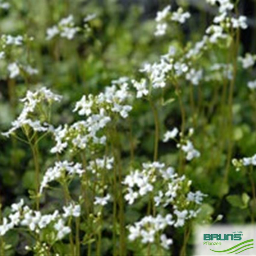 Cardamine trifolia von Bruns Pflanzen