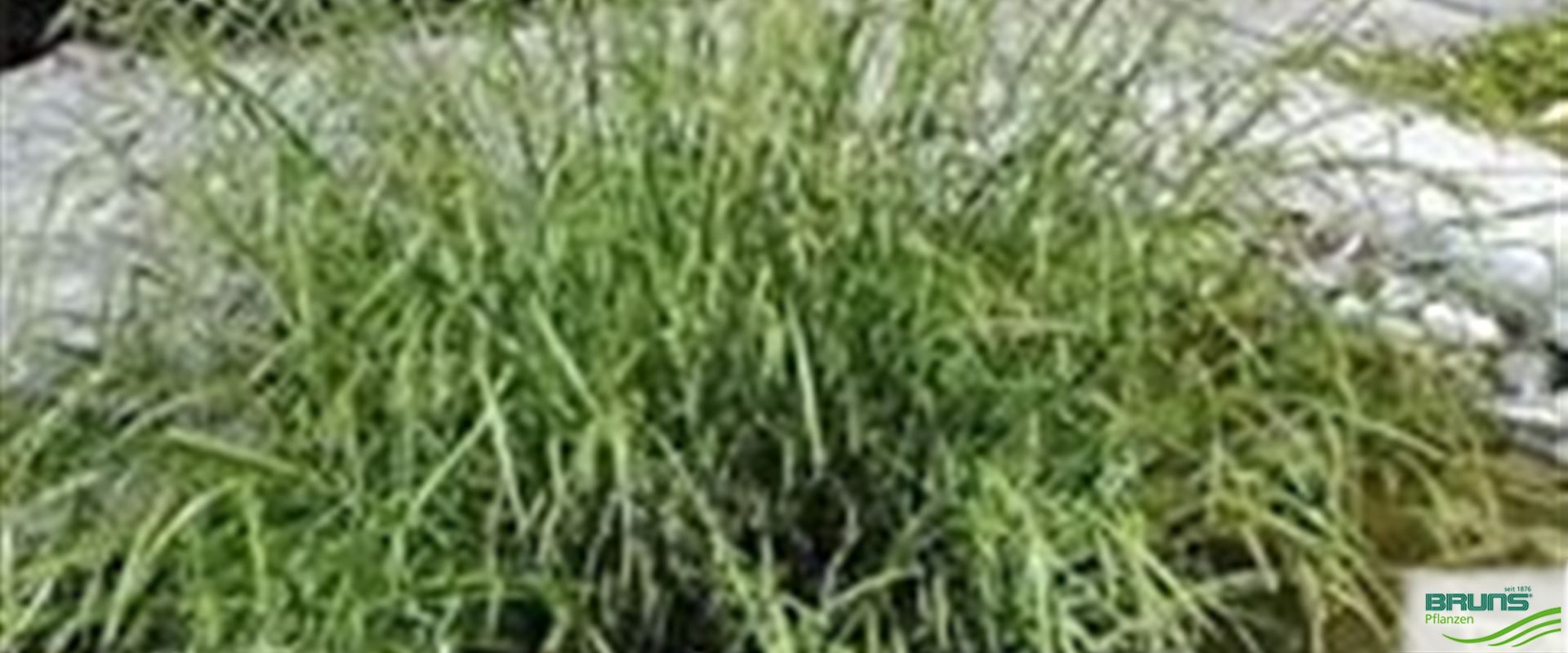 Carex pendula, Pendulous Sedge von Bruns Pflanzen