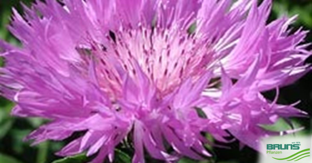 Centaurea dealbata von Bruns Pflanzen