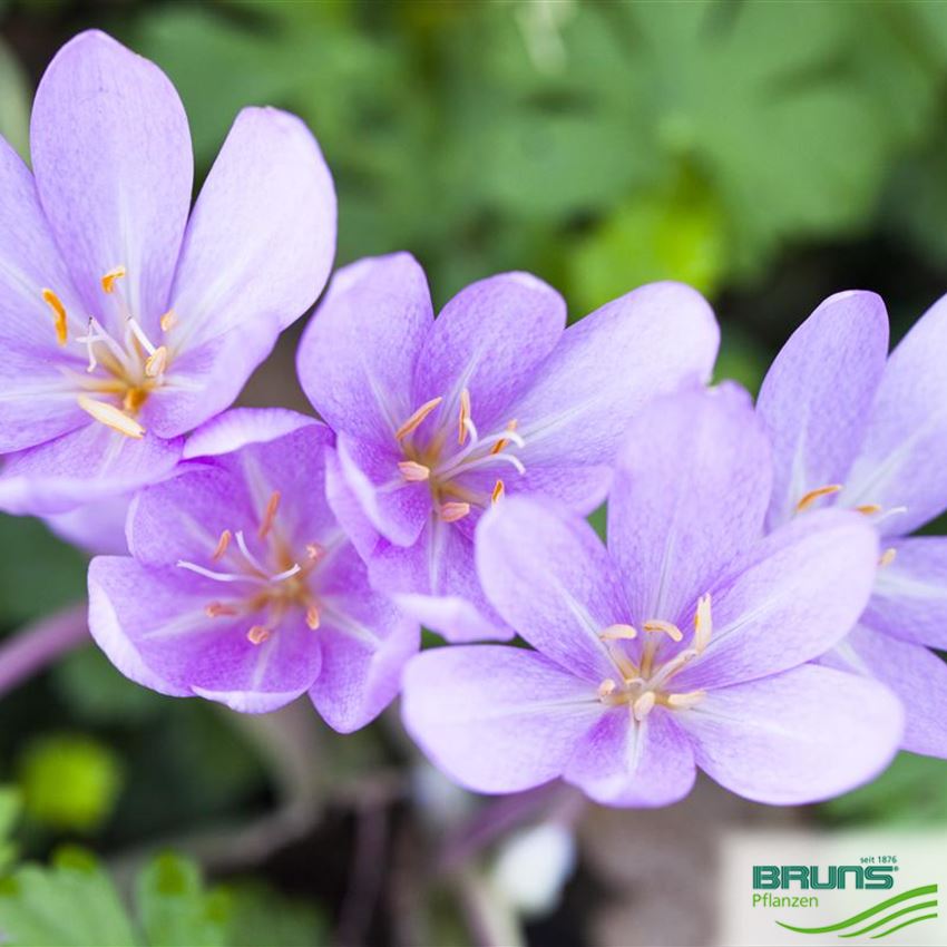 Colchicum autumnale von Bruns Pflanzen
