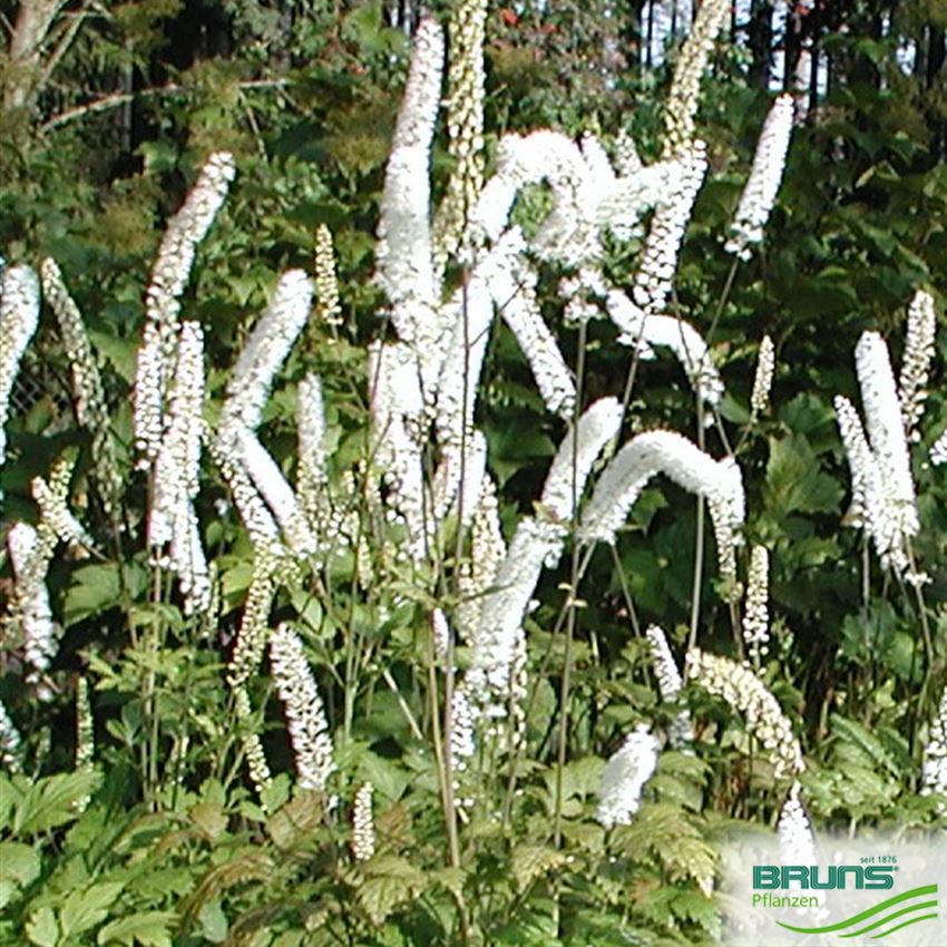 Cimicifuga simplex 'Frau Herms' von Bruns Pflanzen
