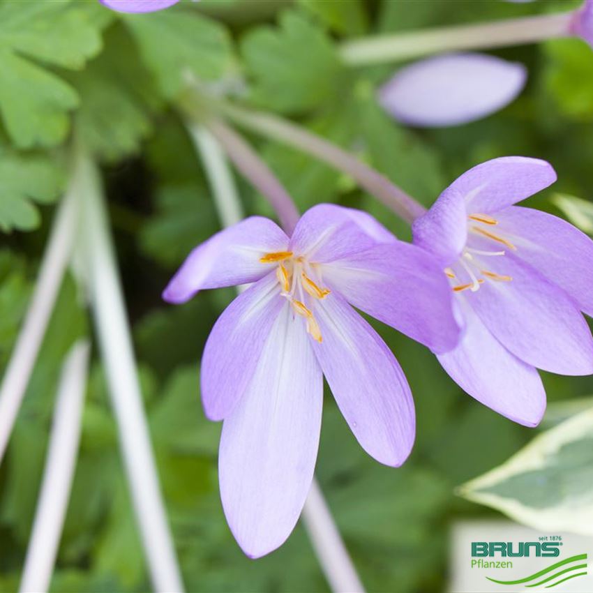 Colchicum autumnale von Bruns Pflanzen