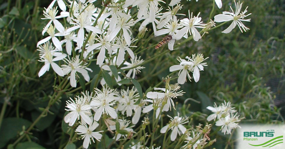 Clematis recta 'Grandiflora' von Bruns Pflanzen