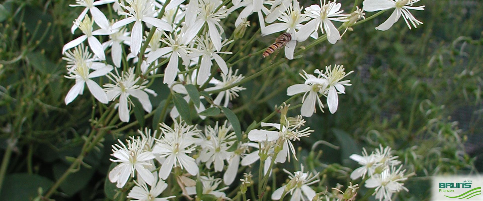 Clematis recta 'Grandiflora' von Bruns Pflanzen