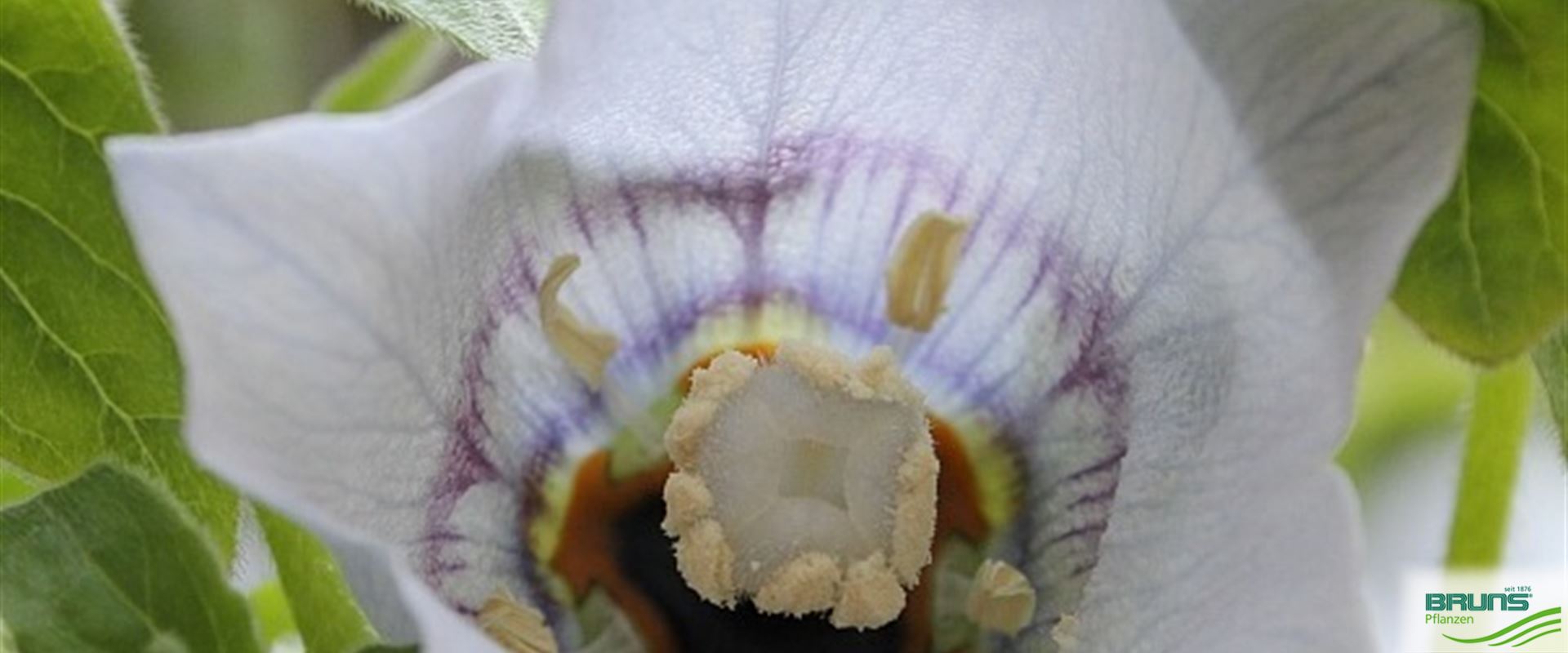 Codonopsis clematidea von Bruns Pflanzen