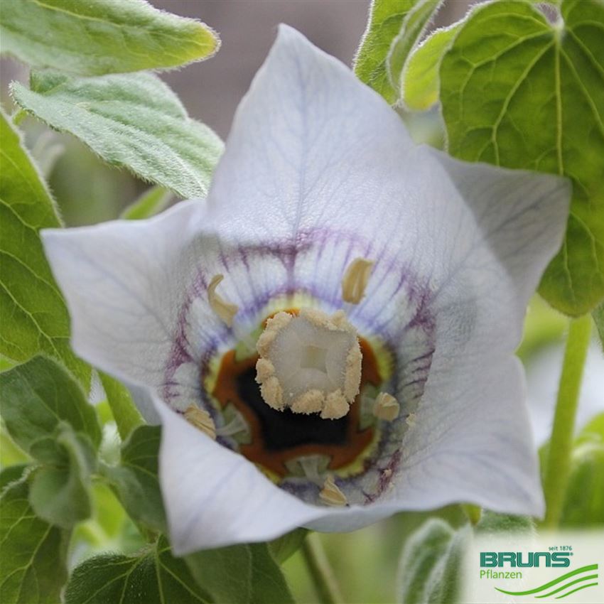 Codonopsis clematidea von Bruns Pflanzen