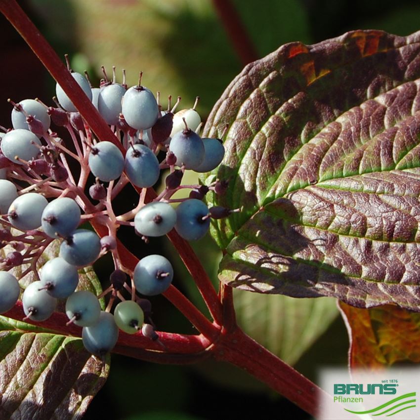 Cornus alba 'Siberian Pearls' von Bruns Pflanzen