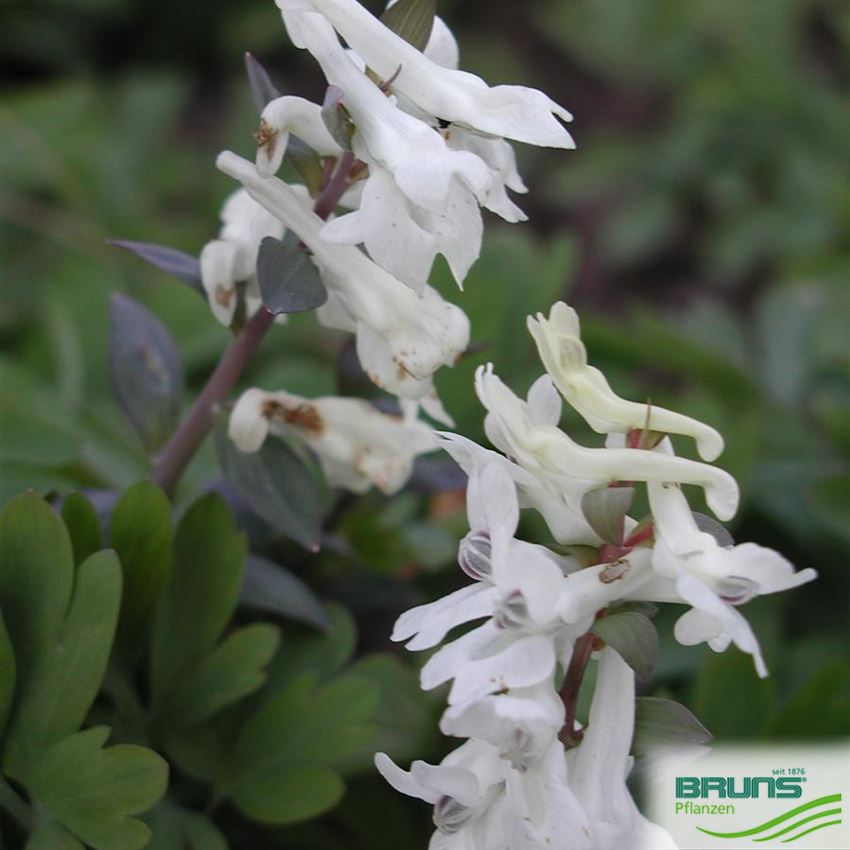 Corydalis bulbosa (cava) f. alba von Bruns Pflanzen