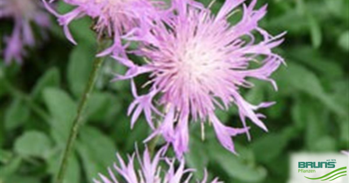 Centaurea bella, centaurée élégante von Bruns Pflanzen