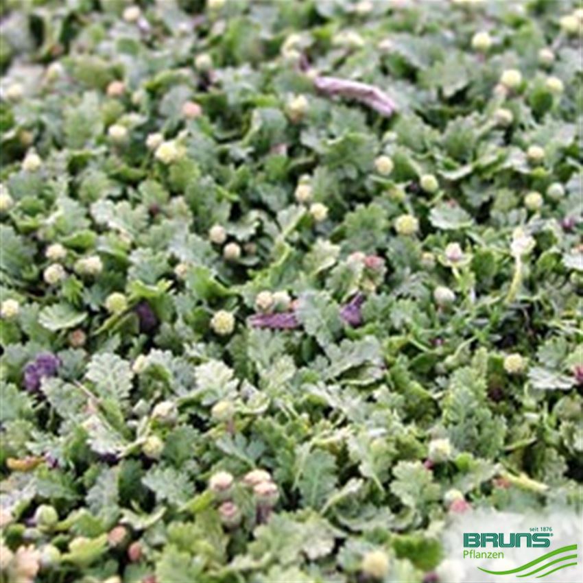 Cotula dioica 'Minima' von Bruns Pflanzen