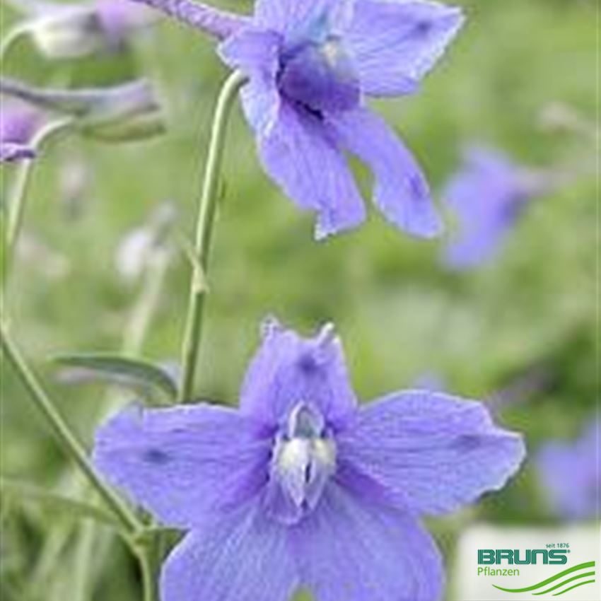 Delphinium grandiflorum 'Blauer Zwerg' von Bruns Pflanzen