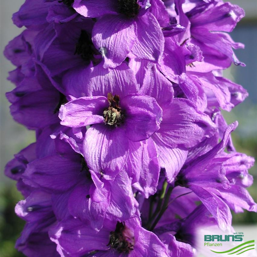 Delphinium pacific 'Black Knight' von Bruns Pflanzen