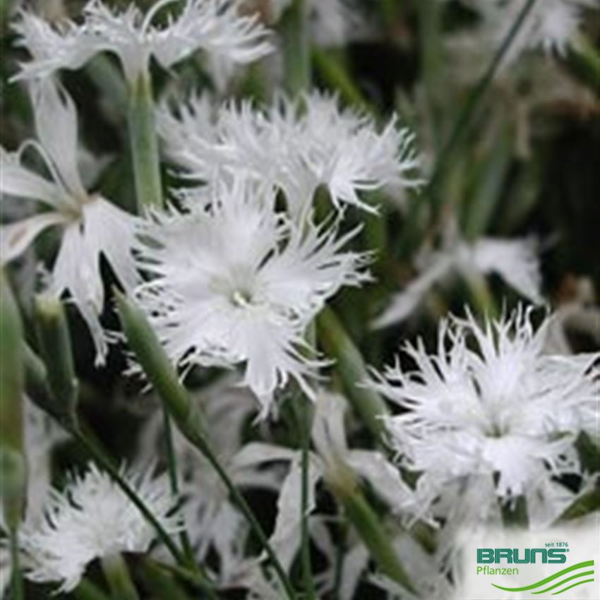Dianthus arenarius von Bruns Pflanzen
