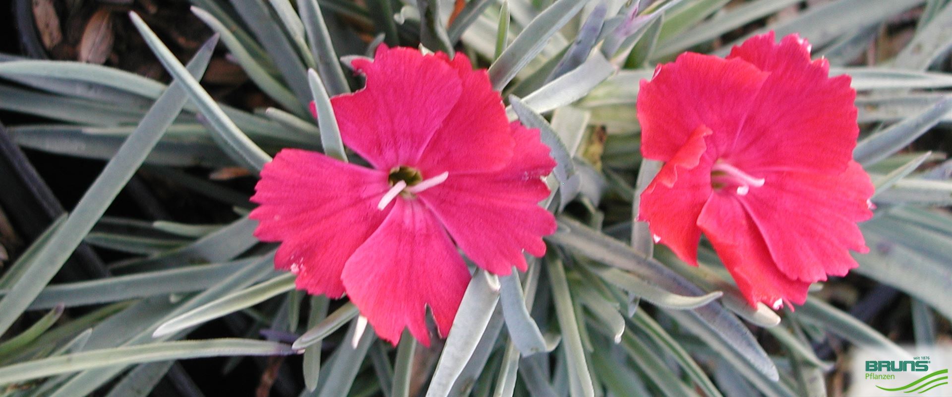 Dianthus gratianopolitanus 'Badenia' von Bruns Pflanzen