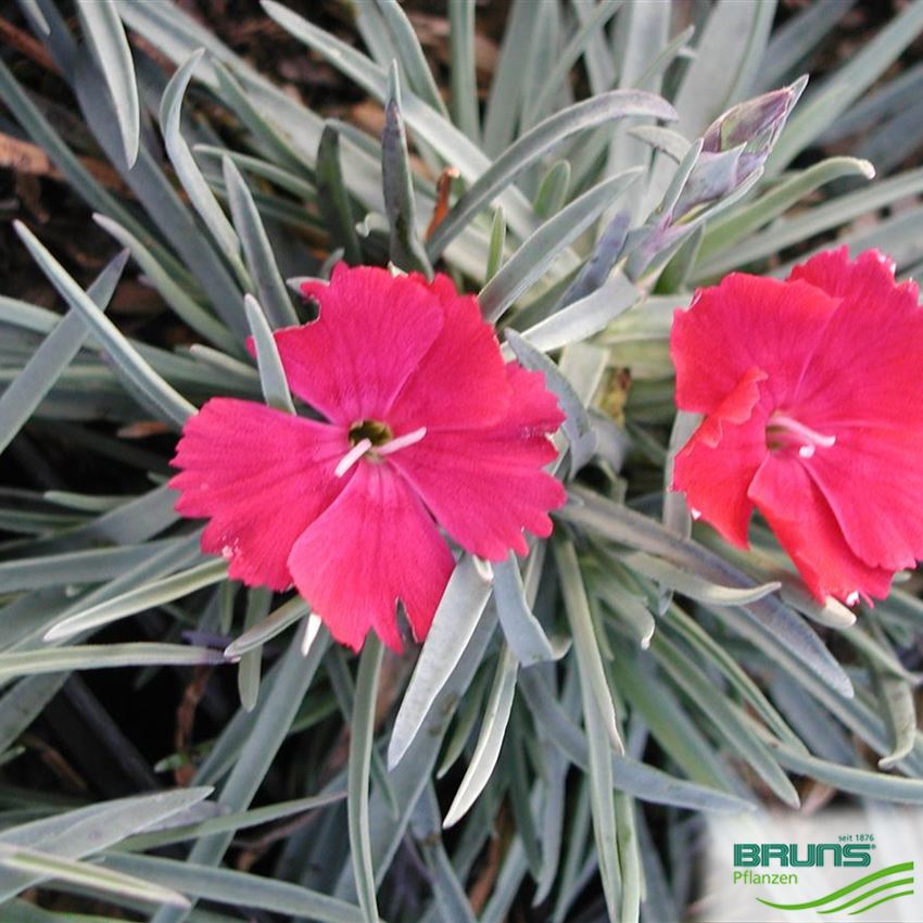 Dianthus gratianopolitanus 'Badenia' von Bruns Pflanzen