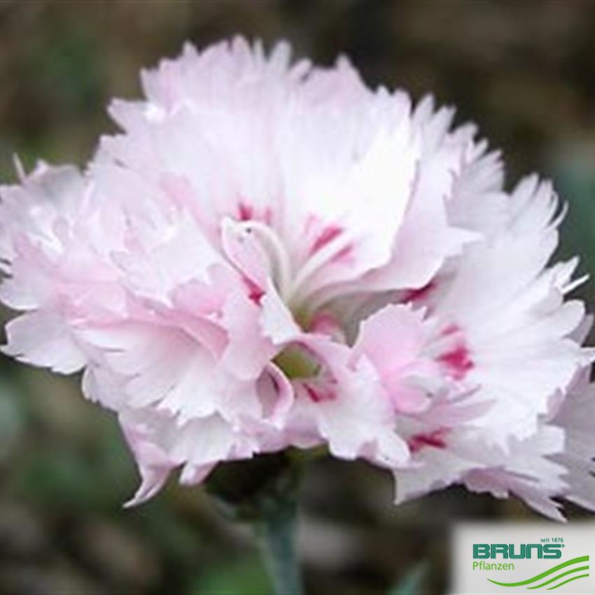 Dianthus plumarius 'Ine' von Bruns Pflanzen