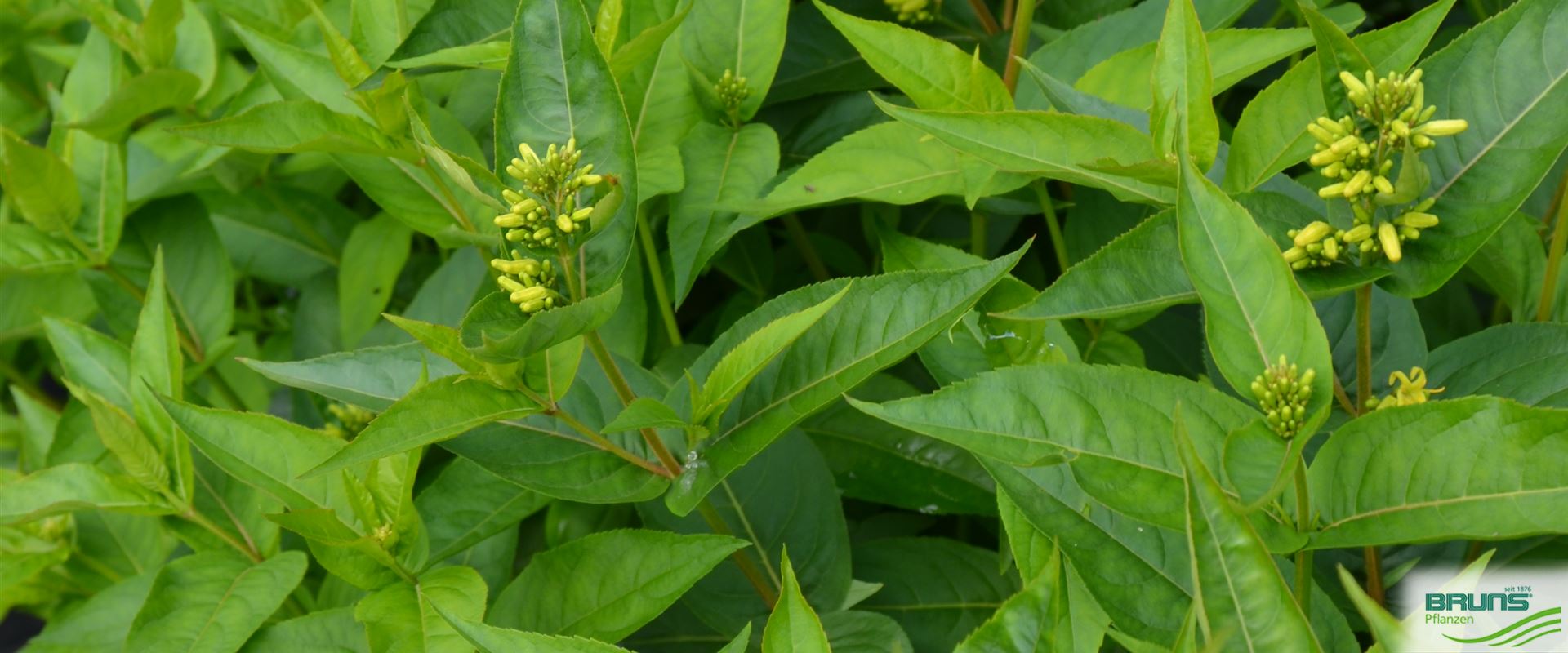 Diervilla sessilifolia 'Dise' von Bruns Pflanzen