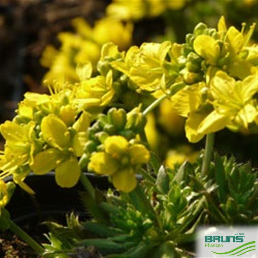 Draba aizoides, Yellow Whitlow-Grass von Bruns Pflanzen