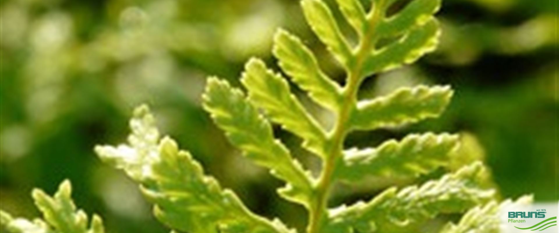 Dryopteris filix-mas 'Linearis Polydactyla', Male Fern von Bruns Pflanzen