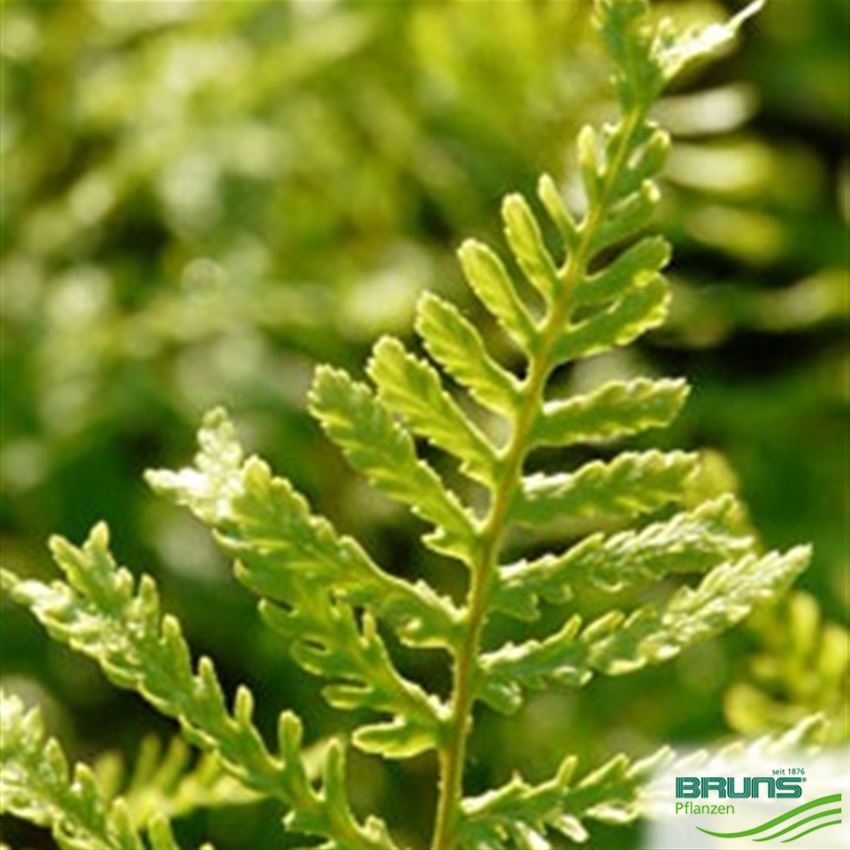 Dryopteris filix-mas 'Linearis Polydactyla', Male Fern von Bruns Pflanzen